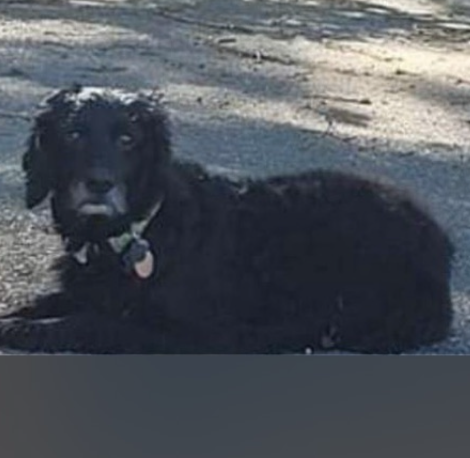 Lost Cocker Spaniel - WDEF