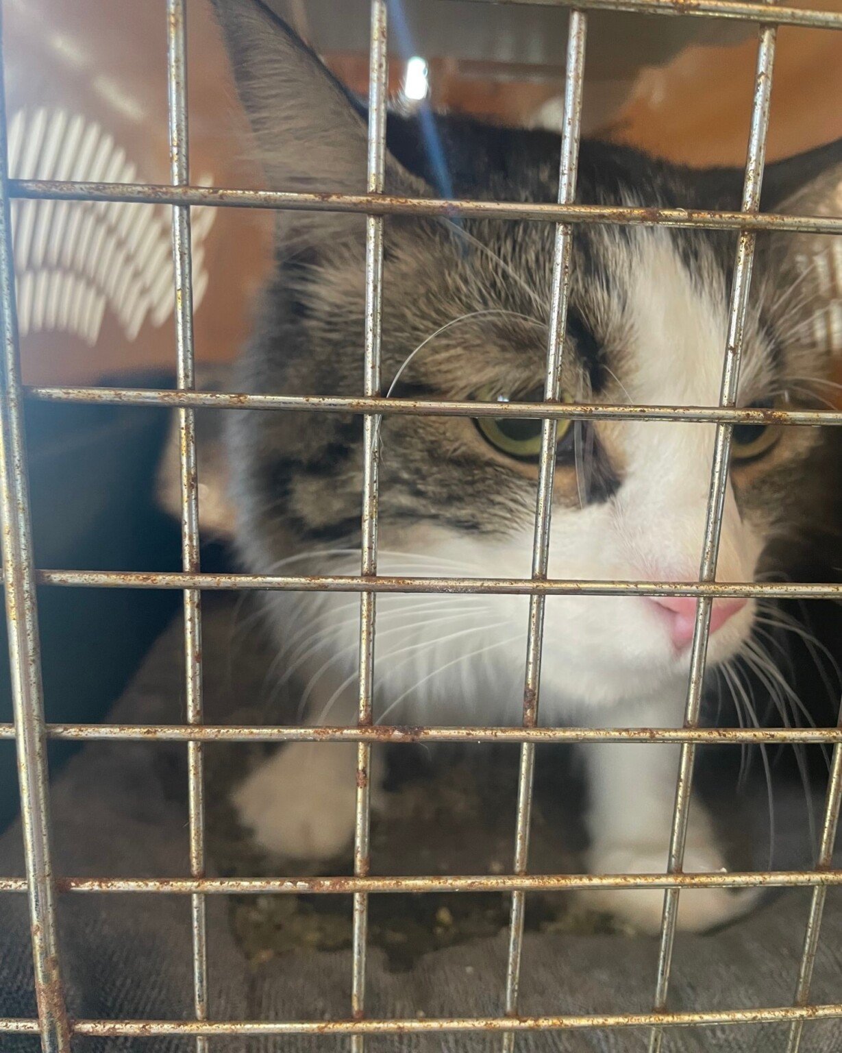Animal Services Looking to Identify Person Who Left Kitten Outside in a ...