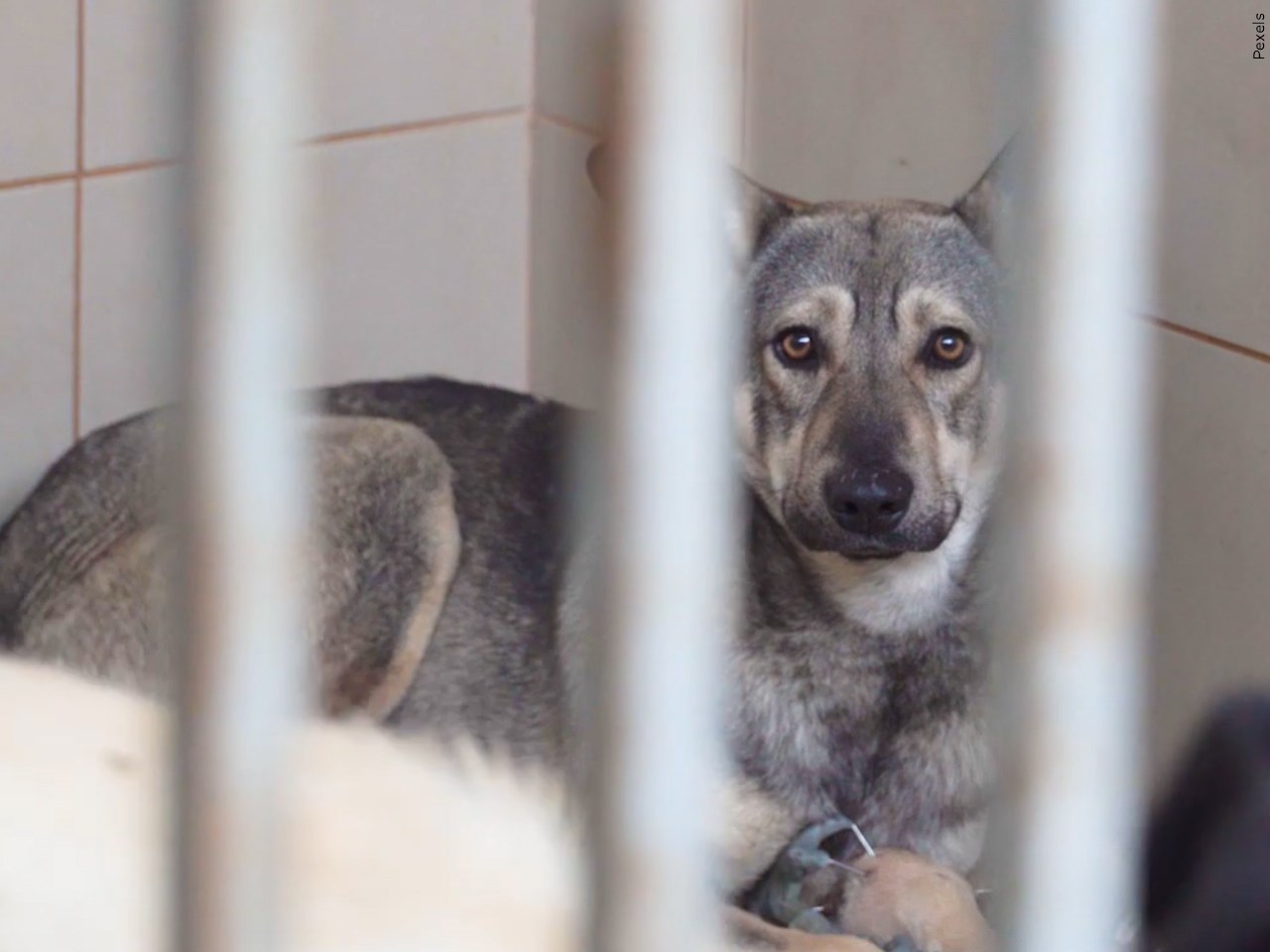 23 dogs chained outside during winter storm in Aliquippa believed to be ...