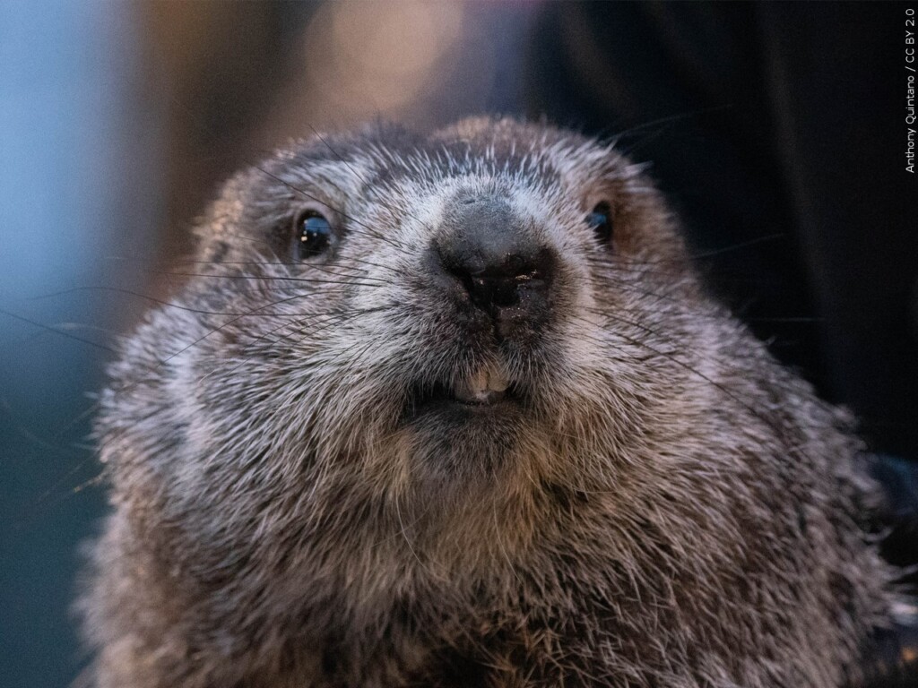 Punxsutawney Phil is said to have seen his shadow, forecasting 6 more ...