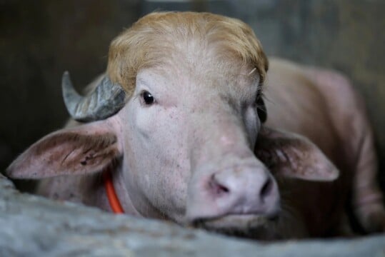 Albino buffalo dubbed "Donald Trump" for its familiar hairdo spared ...