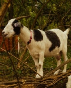 Six goats return to Maclellan Island - WDEF