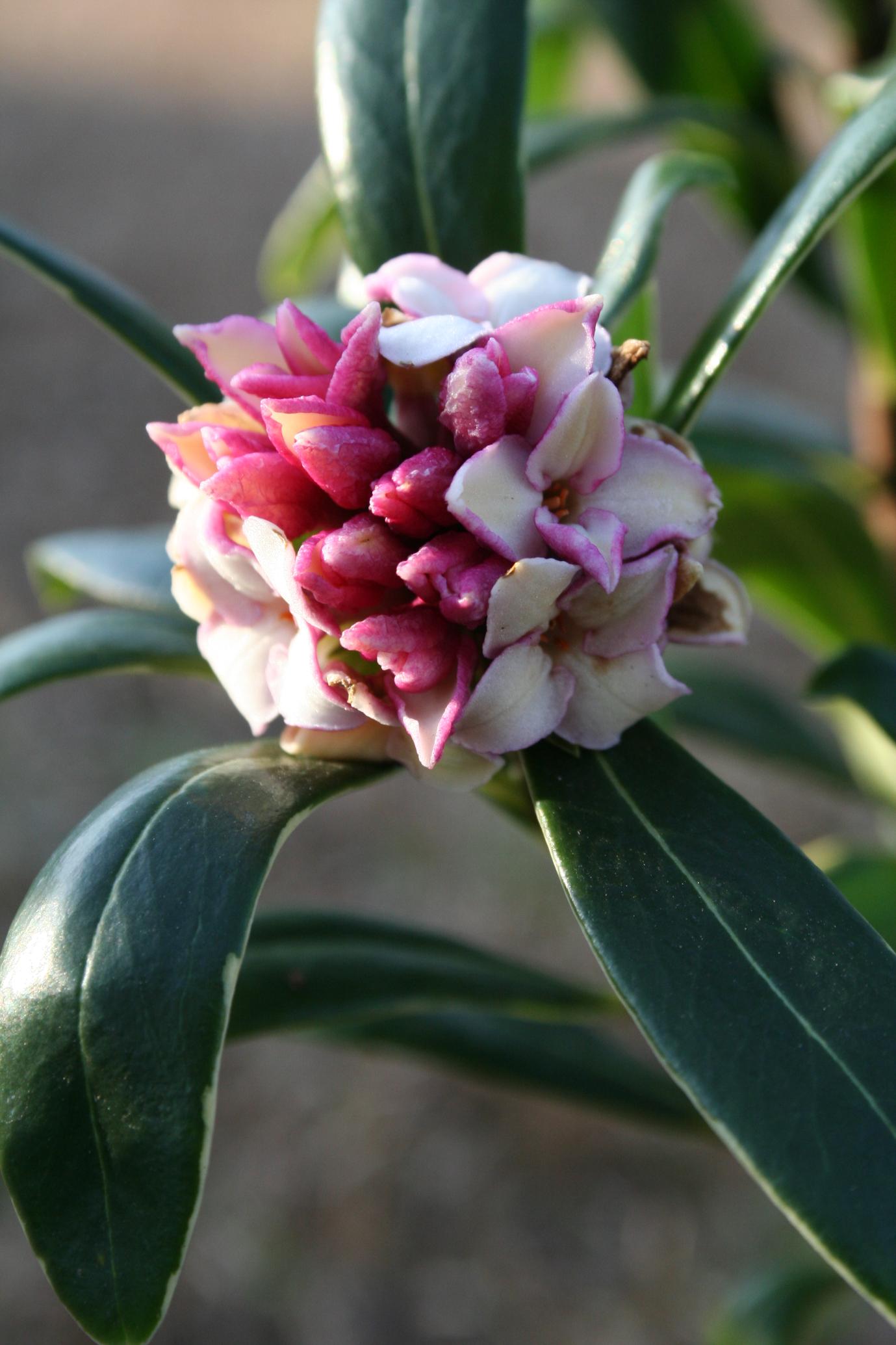 Carolina Garden: Winter Daphne - WFXB