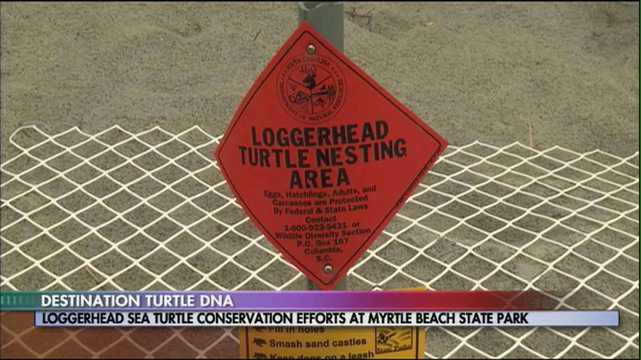 Loggerhead Conservation Efforts at Myrtle Beach - WFXB