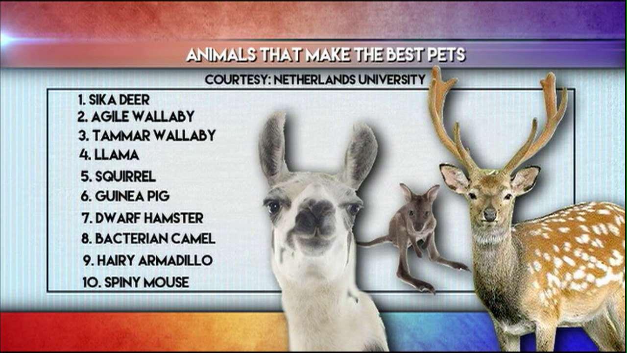 Animals That Make The Best Pets, According To Scientists - WFXB
