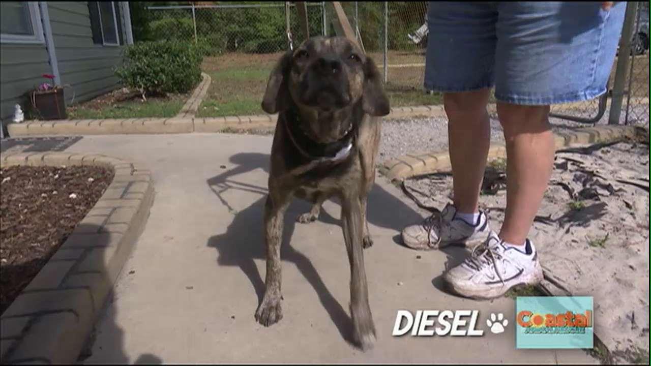 Pet of the Week: Diesel - WFXB