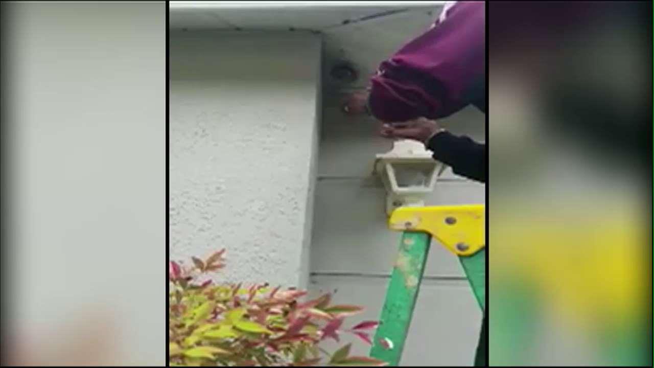 Man Destroys Wasp's Nest With BARE HANDS - WFXB