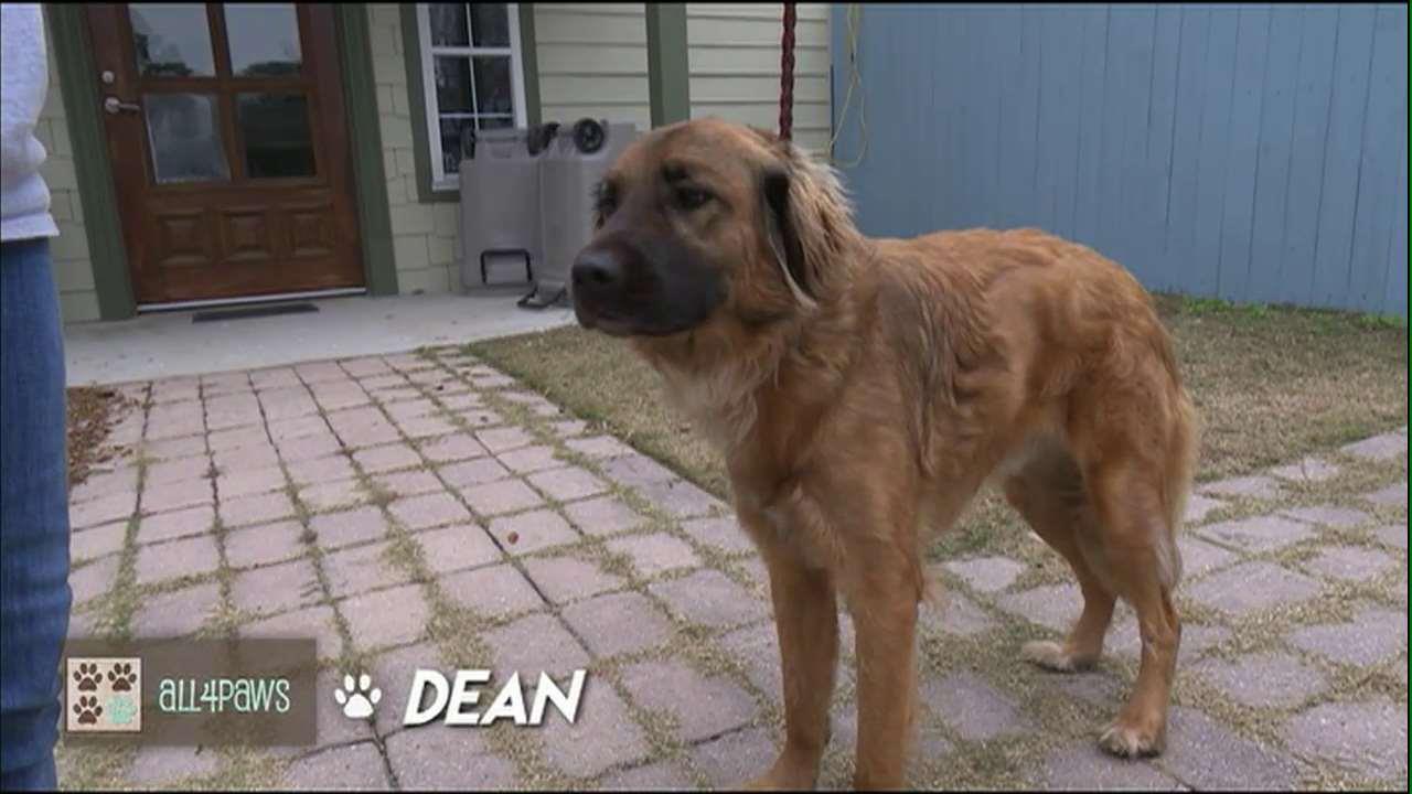 Pet of the Week: Dean - WFXB