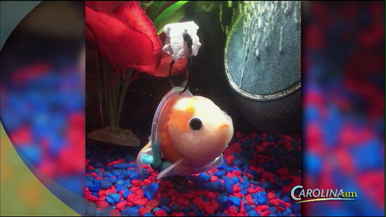 Man Makes Wheelchair For His Disabled Goldfish - WFXB
