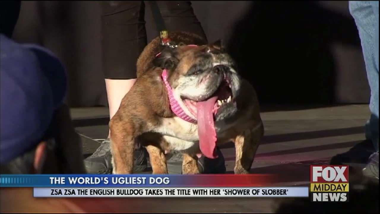 Rescued Bulldog Wins World's Ugliest Dog Title - WFXB