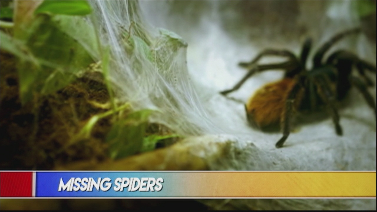 Missing Spiders - WFXB