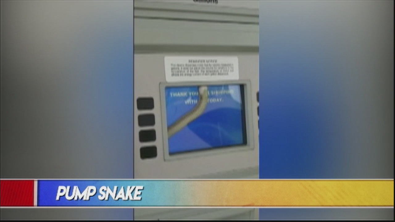 Snake at Pump - WFXB
