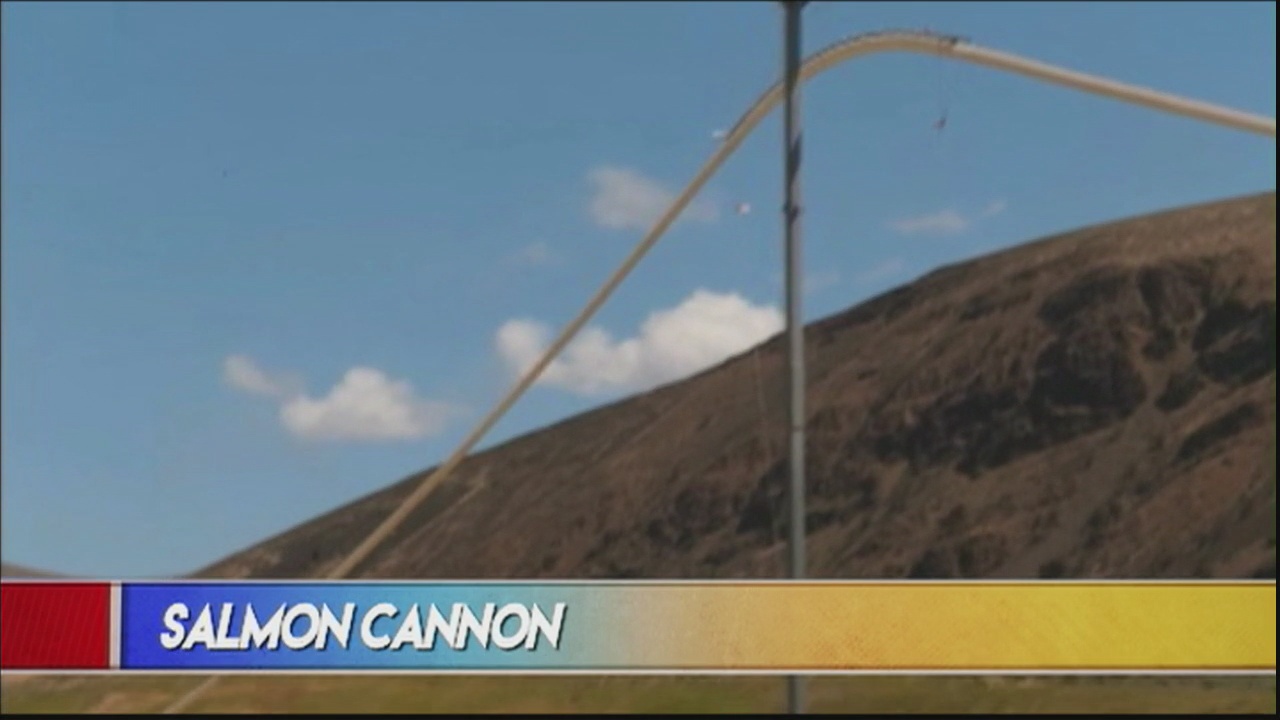 Salmon Cannon - WFXB