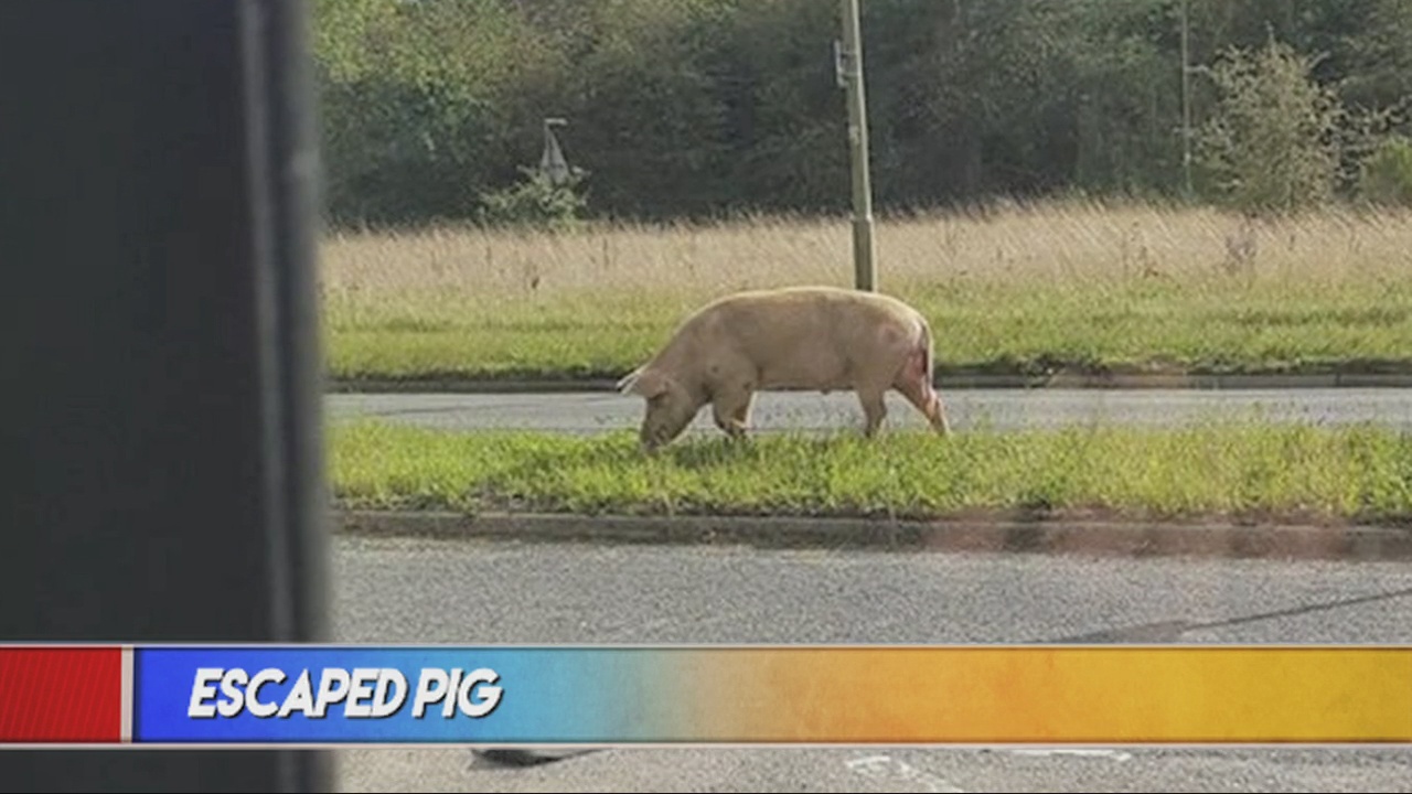 Escaped Pig Rescued - WFXB
