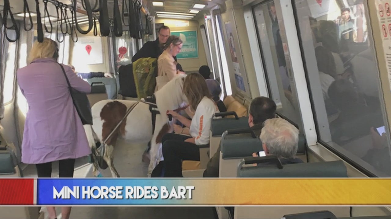 Mini Horse Rides BART Train - WFXB