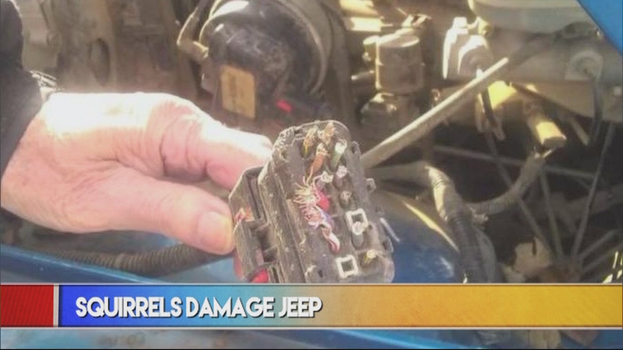 Squirrels Damage Jeep - WFXB
