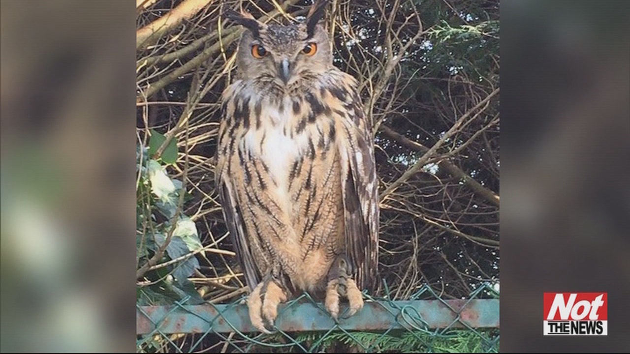 Owl Visits Playground - WFXB