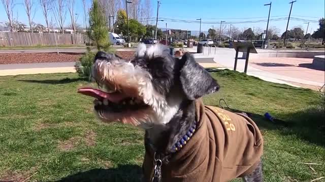 Man Cashes Out 401(k) For Dog's Surgery - WFXB Man Cashes Out 401(k) For Dog's Surgery - WFXB