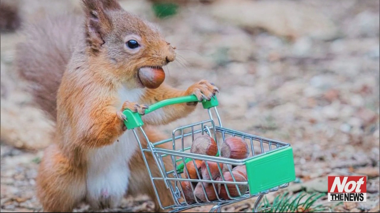 Panic Buying Squirrel and Gerbil Art Gallery - WFXB