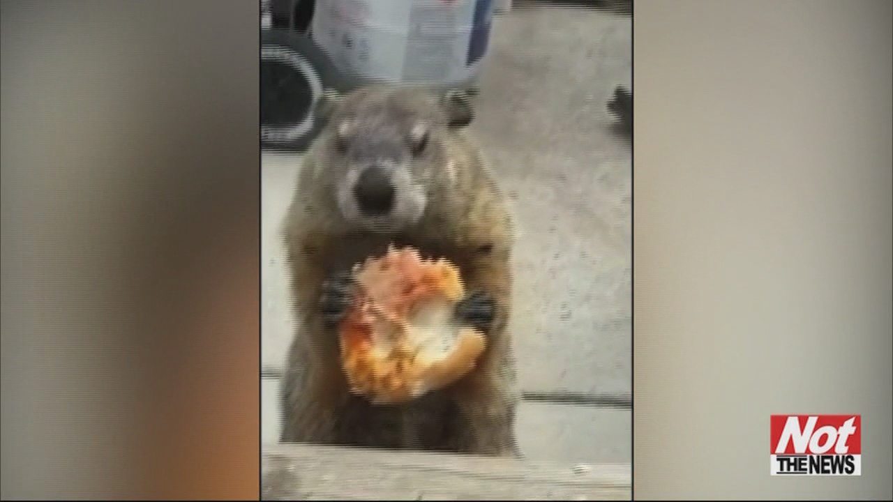 Pizza Loving Groundhog - WFXB