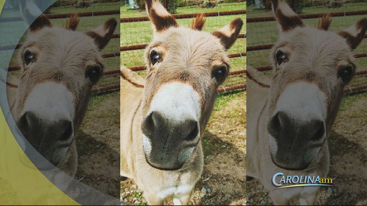 N.C. Farm Rents Barnyard Animals for Zoom Meetings - WFXB