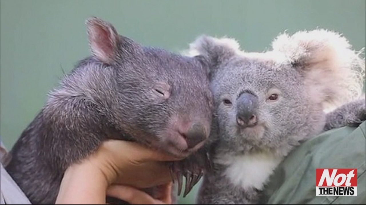 Koala and Wombat Form Unlikely Friendship at Zoo - WFXB