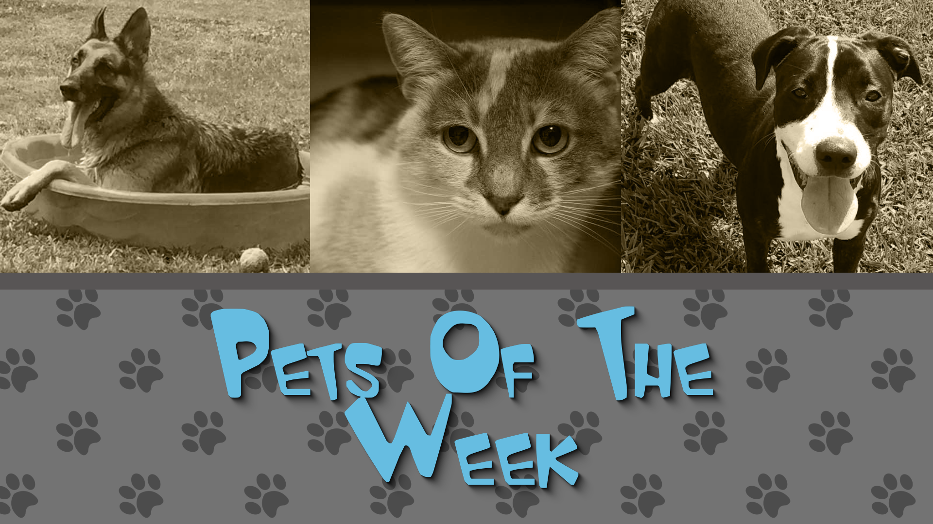 Pets Of The Week - WFXB
