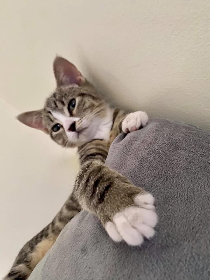 Ryn - Female Kitten - Domestic Short Hair - WFXB