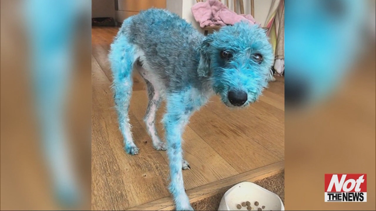 Dog Turns Itself Blue - WFXB