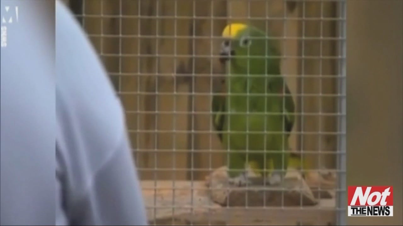 A Parrot Going Viral - WFXB