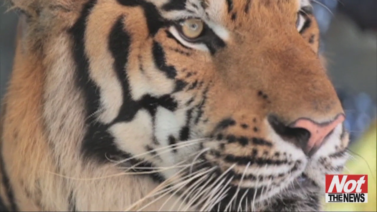 Tiger Loose in Tennessee - WFXB