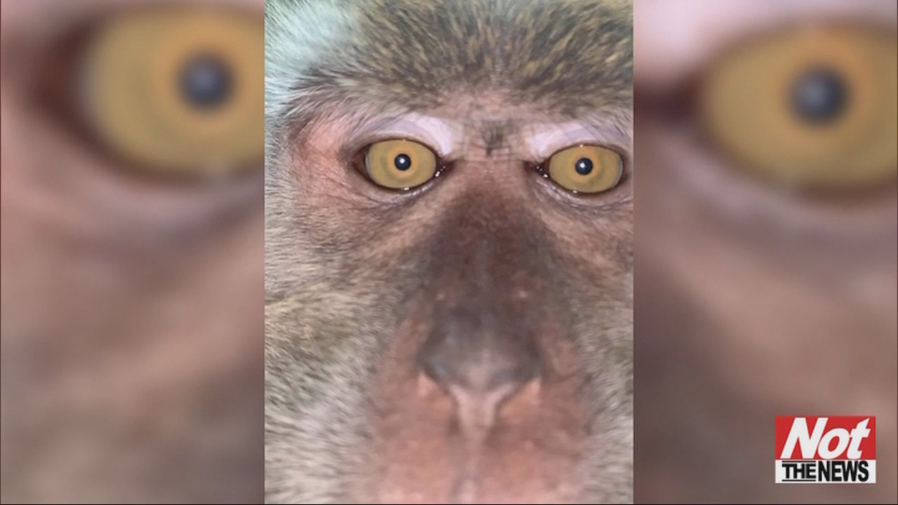 Curious Monkey Takes A Selfie! - WFXB