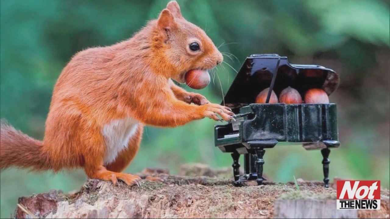 Meet the Piano Squirrel - WFXB