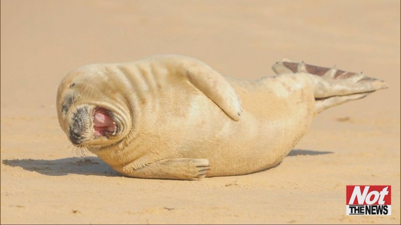 A Laughing Seal Is Going Viral - WFXB