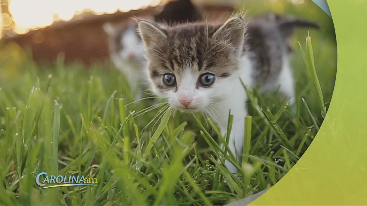 Cats Can Copycat You! - WFXB