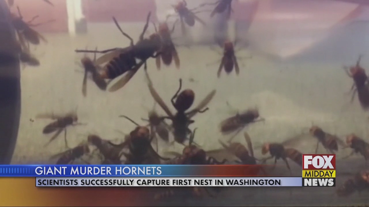 murder hornets - WFXB