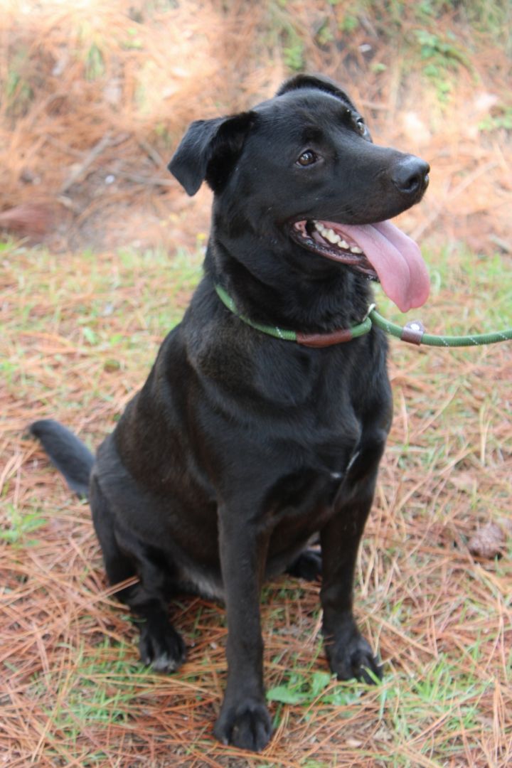 Dante - Adult Male - Mixed Breed - WFXB