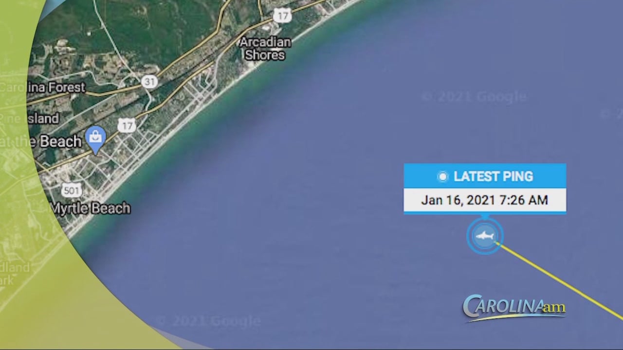 Great White Tracked in Myrtle Beach - WFXB