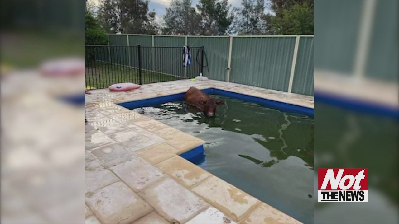 Fire Crew Rescues Cow After She Fell into a Backyard Pool - WFXB