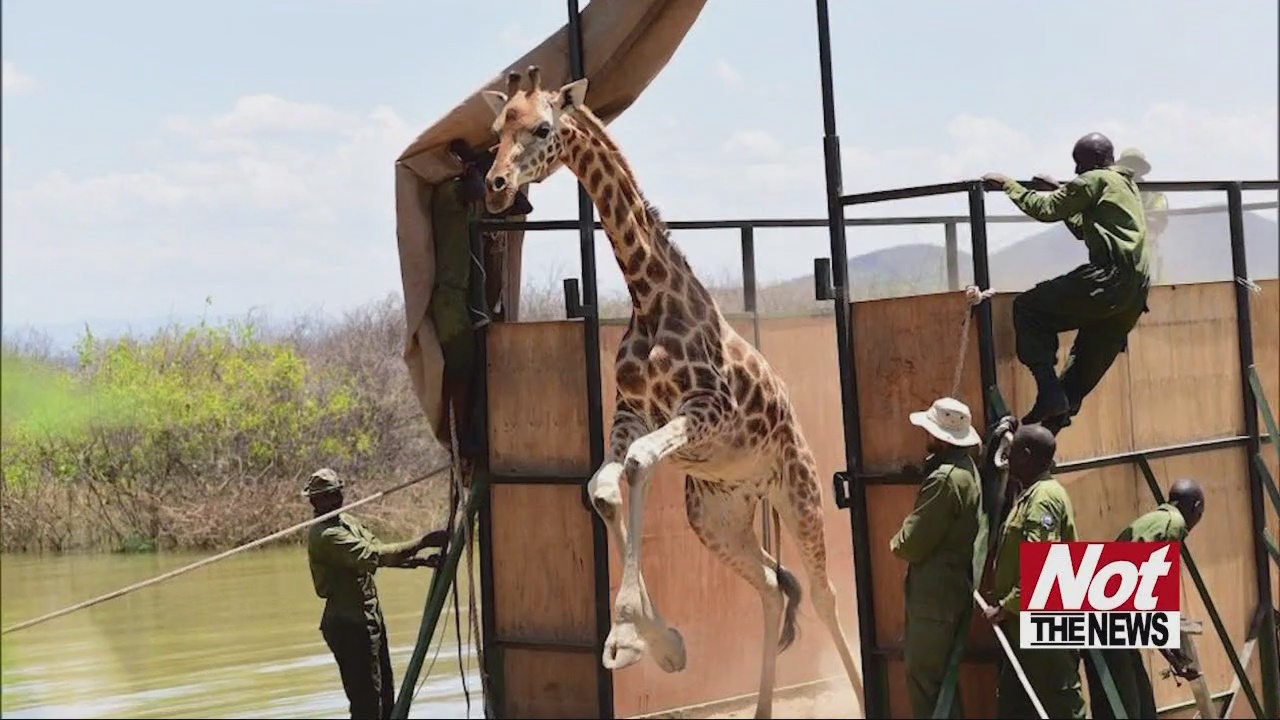 "Gi-Raft" Saves Endangered Giraffes From Sinking Island - WFXB