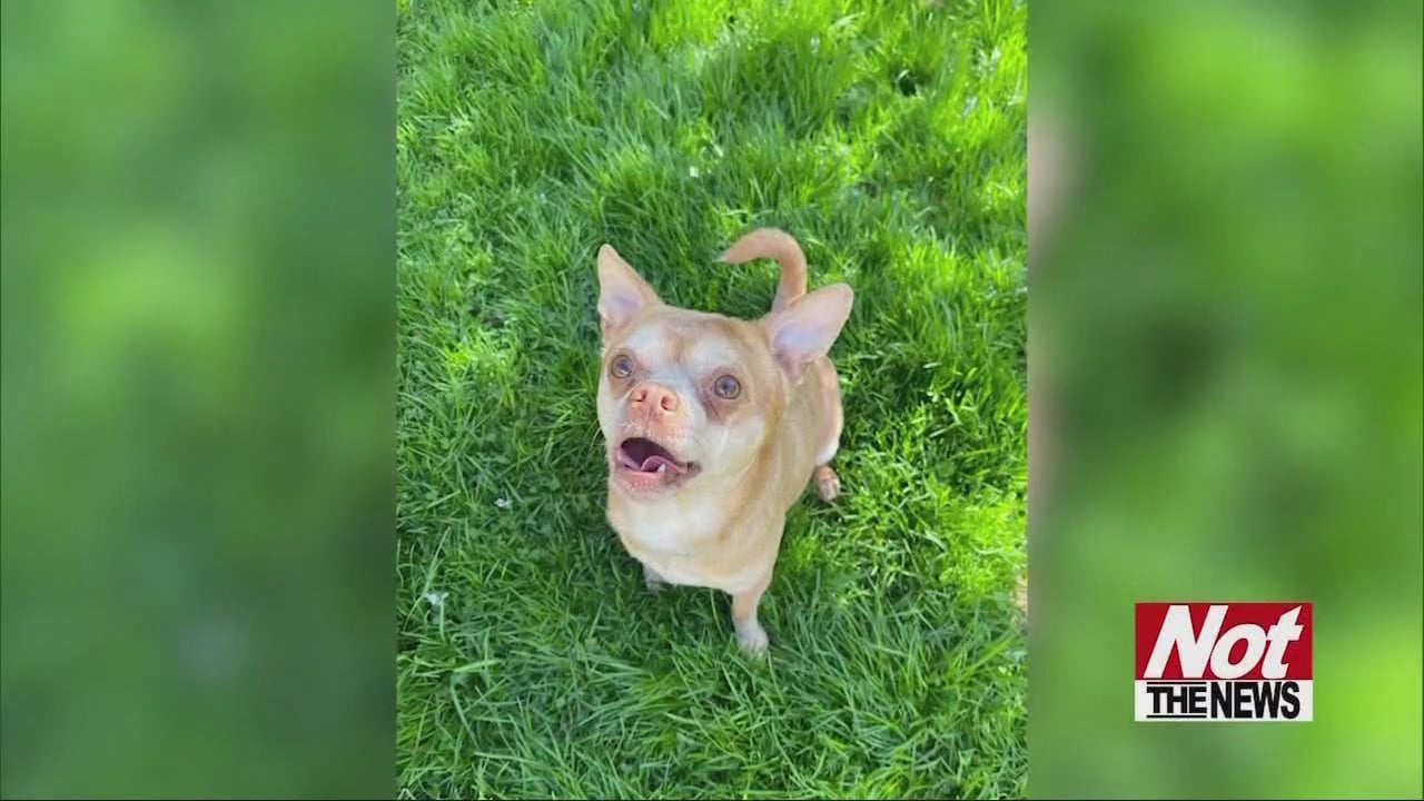 Dog Labeled "America's Most Demonic" Finds His Forever Home - WFXB