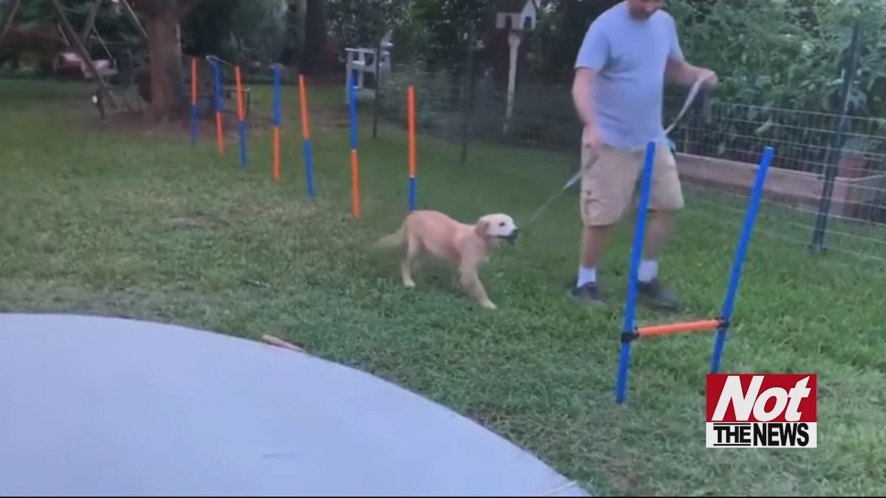 Will the Puppy Beat the Obstacle Course in...Epic or Fail! - WFXB