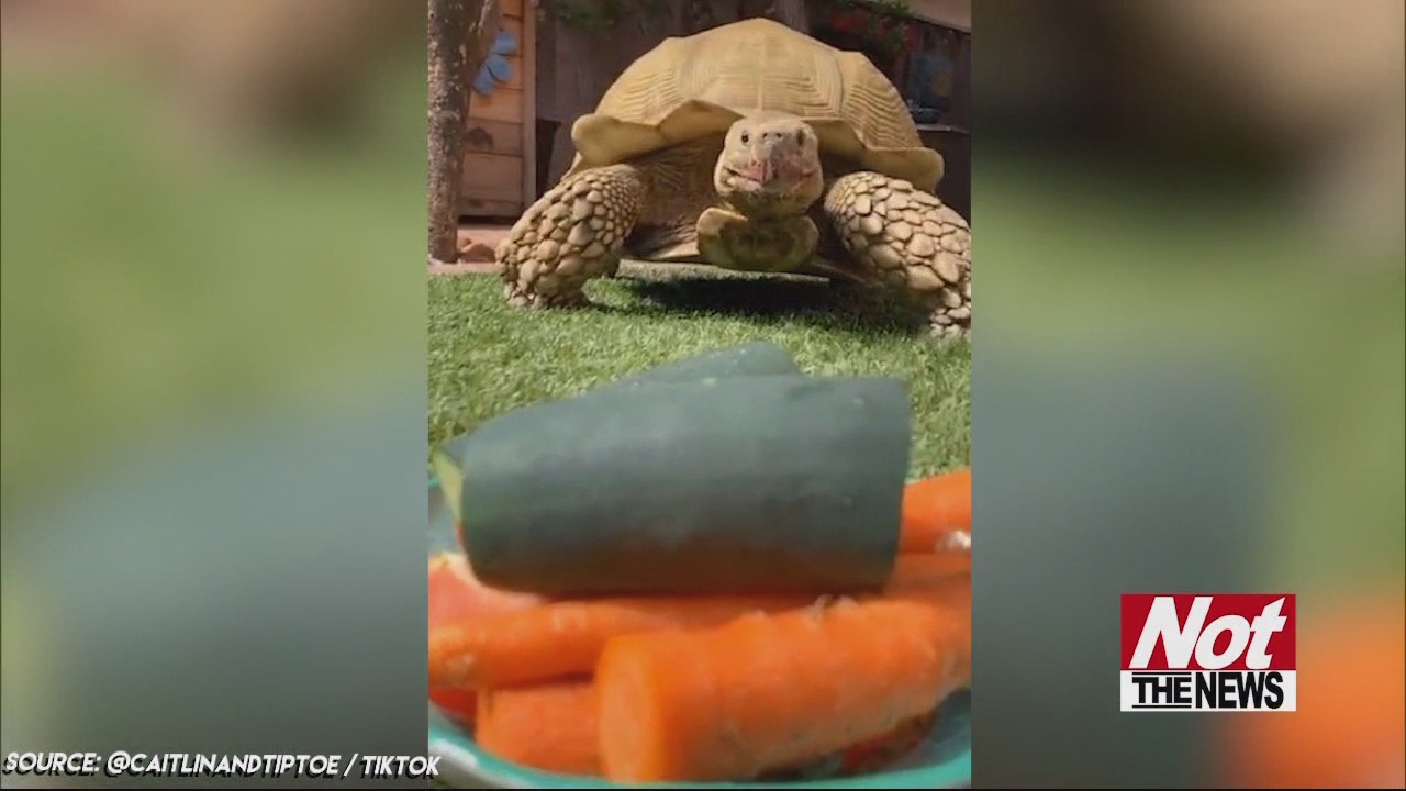 Hungry Tortoise Has Millions of TikTok Followers - WFXB