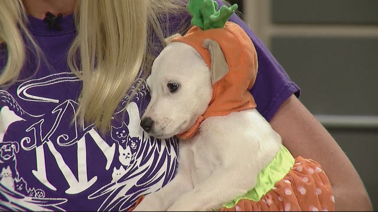Kind Keeper Animal Rescue Gearing Up for Fall Festival in November - WFXB