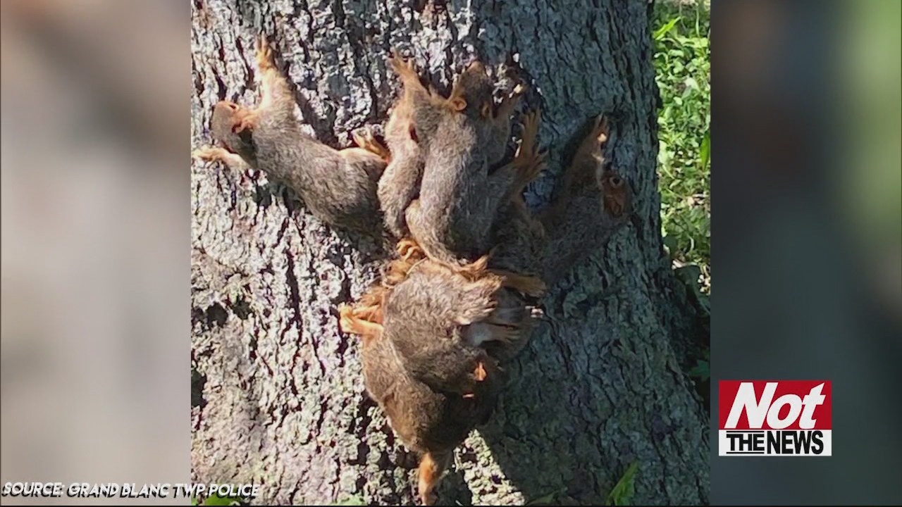 Police Respond to Bizarre Call of Squirrels Tangled Up by Their Tails ...