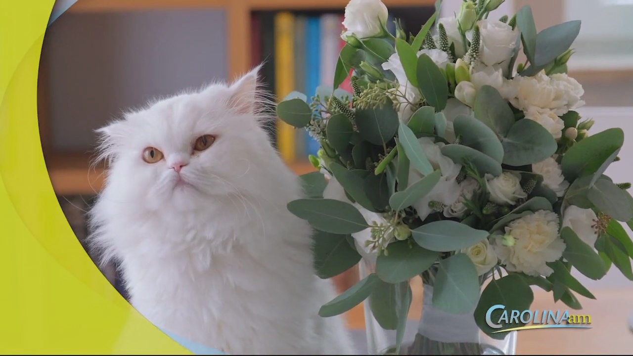 According to Scientists...All Cats Have a Little Psycho in Them - WFXB