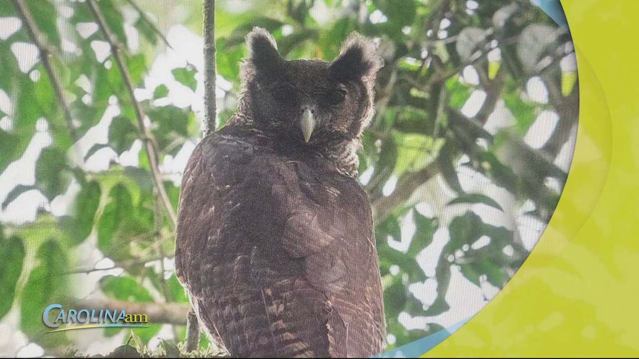 Rare Owl Makes First Public Appearance in 150 Years - WFXB
