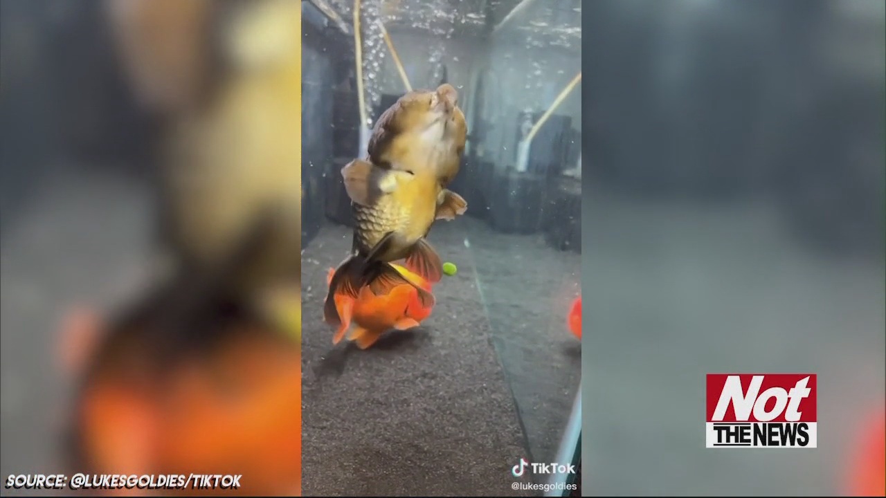 Video Of The Night - WFXB