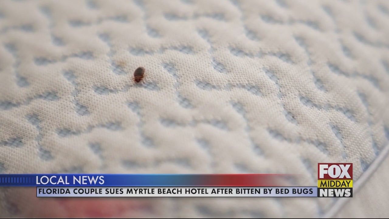 Couple Who Visited Myrtle Beach Sue Local Hotel Over Bed Bug Incident ...