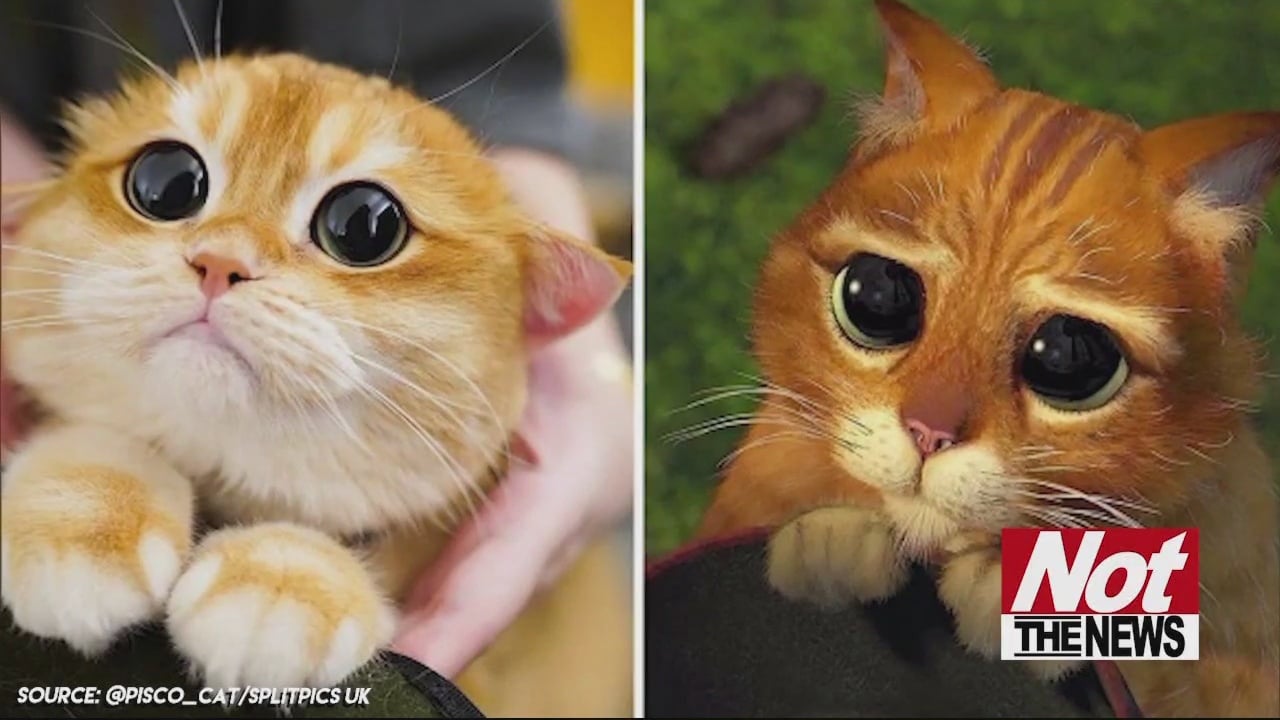 Cat Goes Viral For Uncanny Resemblance to "Shrek" Character - WFXB